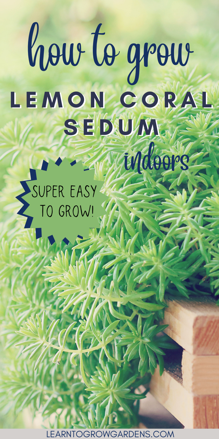 How To Grow Lemon Coral Sedum Indoors: A Complete Guide - Learn To Grow ...