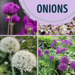 How To Plant Allium Bulbs: A Complete Guide To Growing Ornamental ...