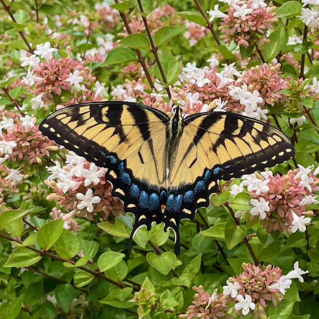 15 Reasons To Start A Garden - Learn To Grow Gardens