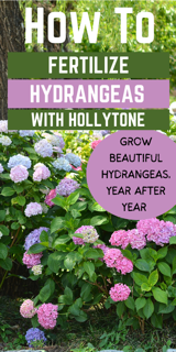 How To Feed Acid-Loving Plants With Holly-tone: A Complete Guide ...