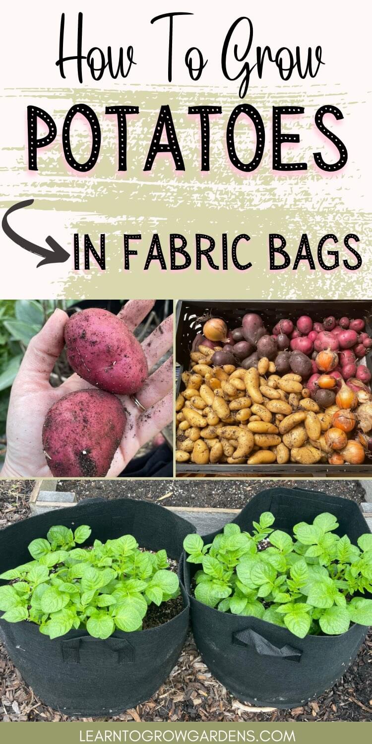 How To Grow Potatoes In A Bag: The Easiest Way To Grow Potatoes - Learn ...