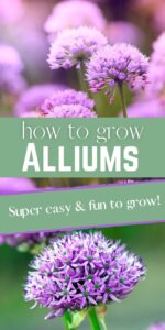 How To Plant Allium Bulbs: A Complete Guide To Growing Ornamental ...