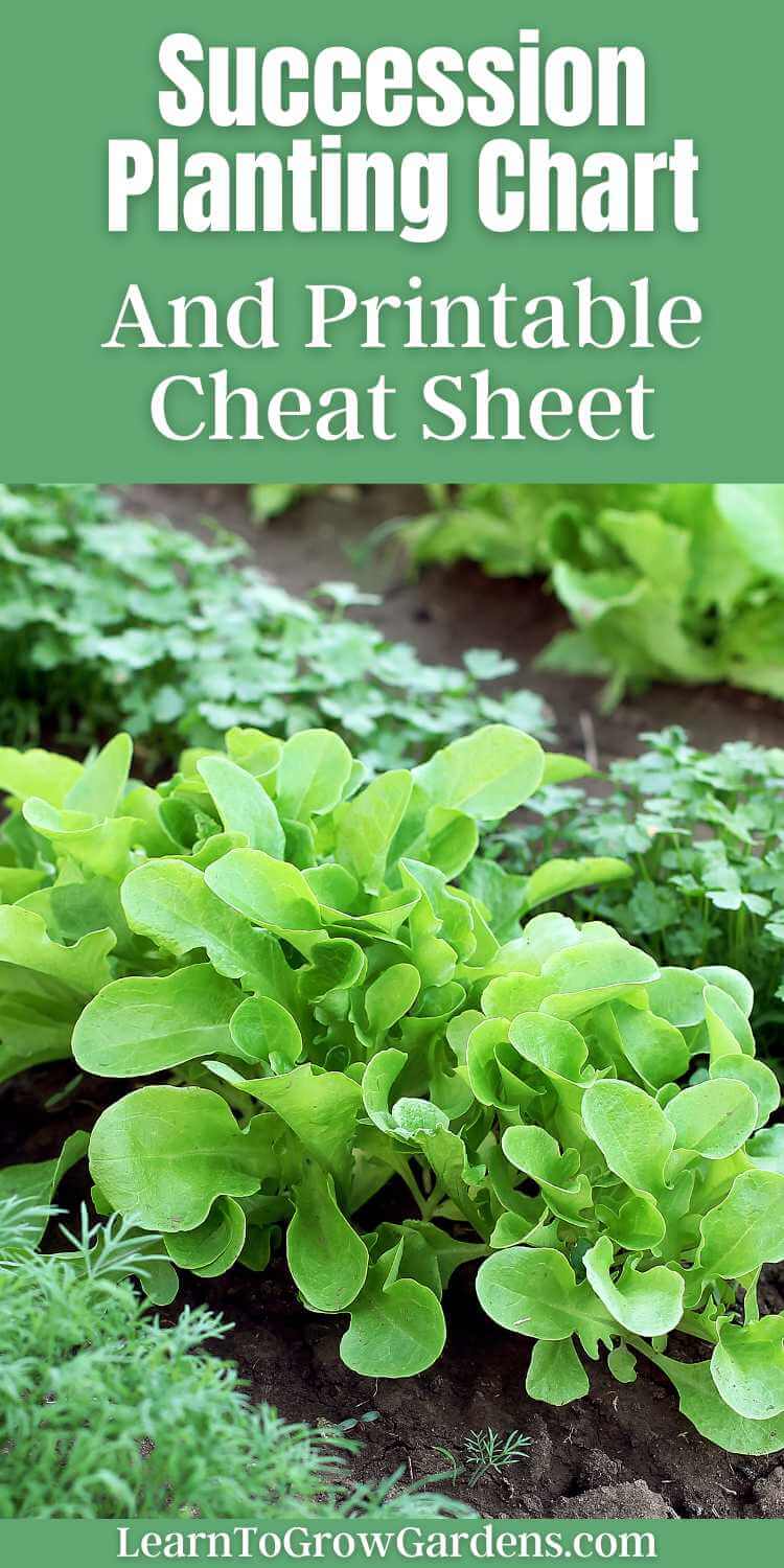 Succession Planting Chart: Helpful How-To Guide - Learn To Grow Gardens