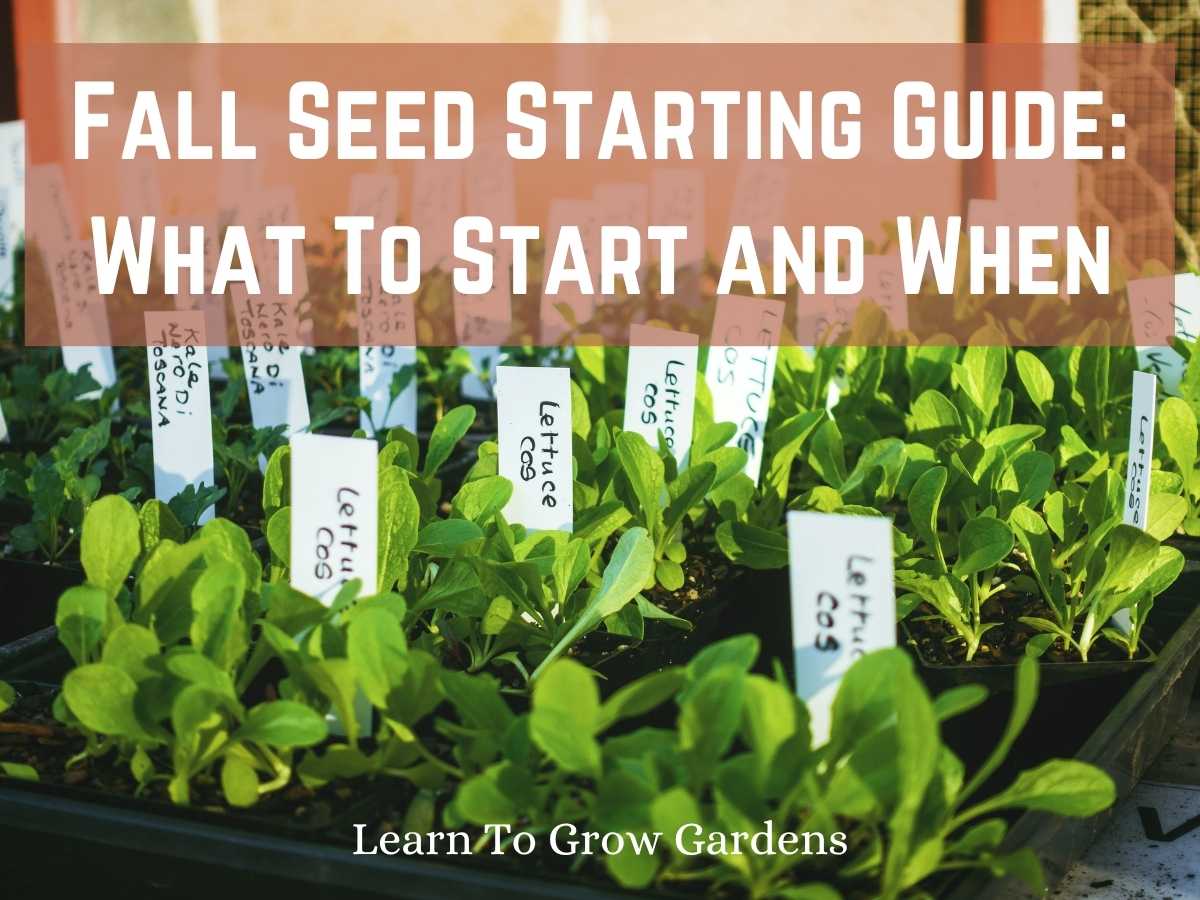 Fall Seed Starting Guide: What To Plant and When - Learn To Grow Gardens