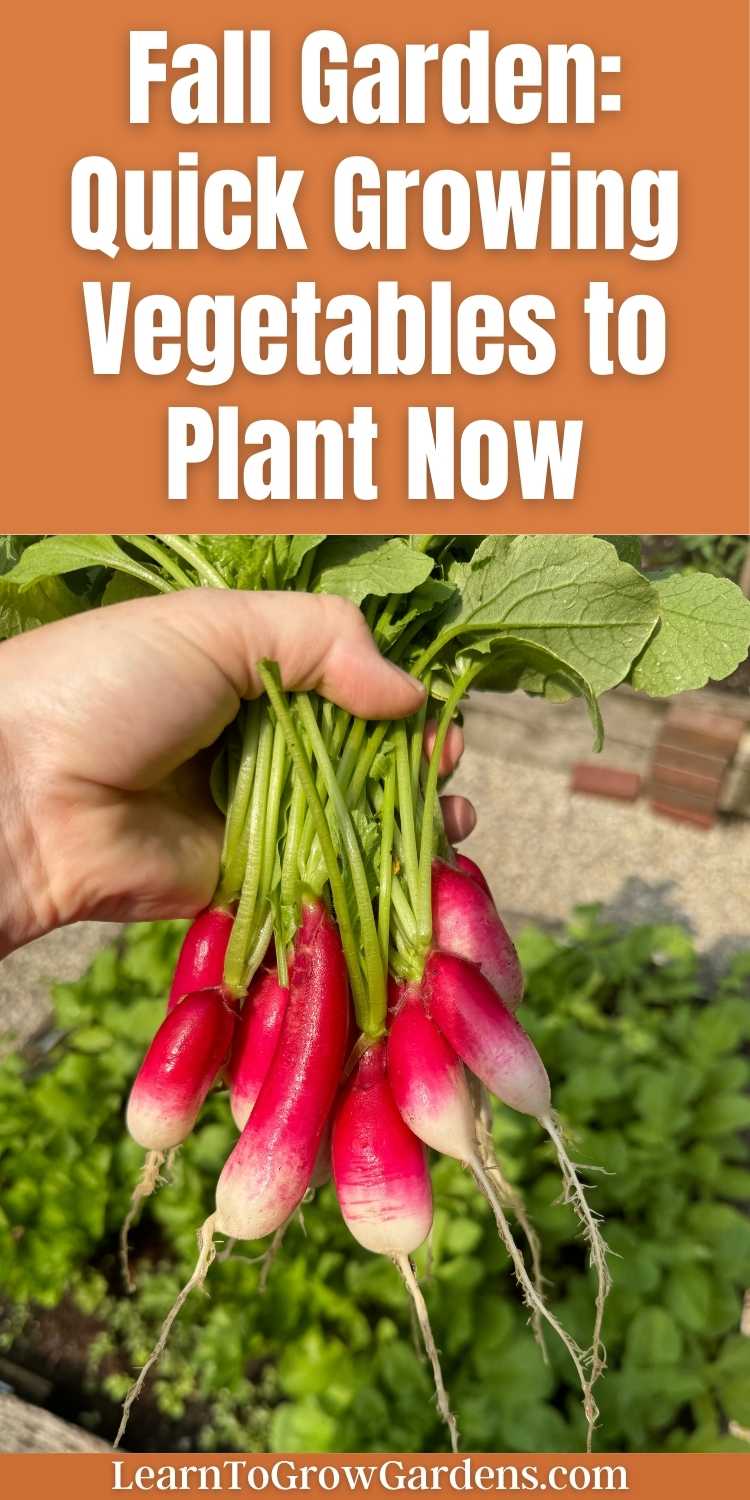 Quick Growing Vegetables to Plant in the Fall - Learn To Grow Gardens