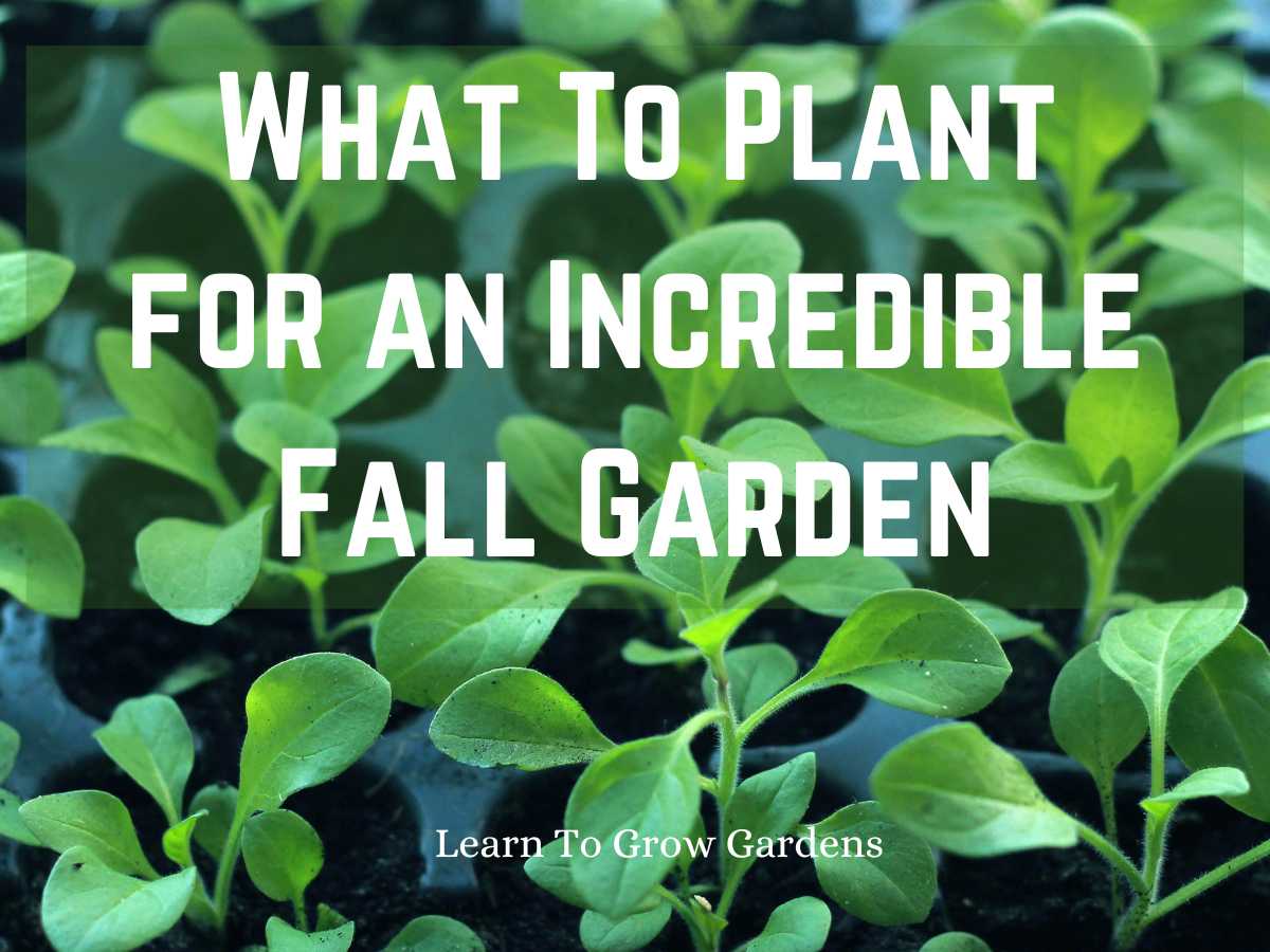Fall Seed Starting Guide: What To Plant and When - Learn To Grow Gardens