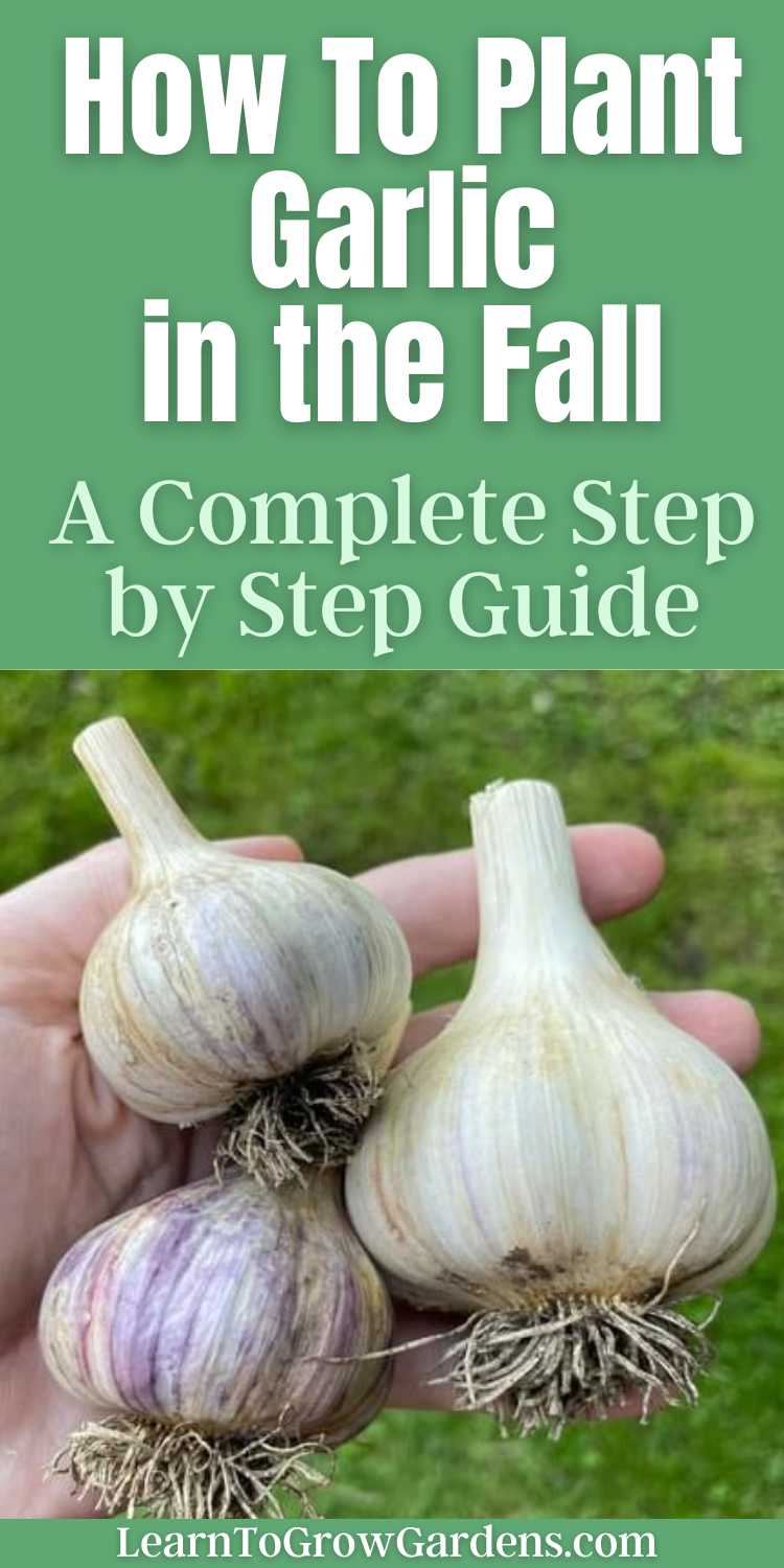 How To Plant Garlic in the Fall: A Complete Guide - Learn To Grow Gardens